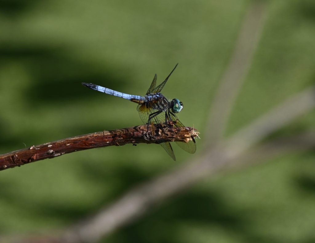 Dragons and Damsels - SNJ Today