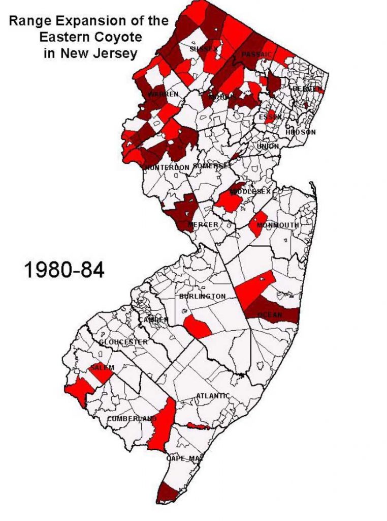 Coyote Lore—and Facts - SNJ Today